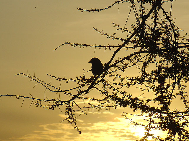 White-capped Shrike - Eurocephalus rueppelli - Tarangire National Park ...