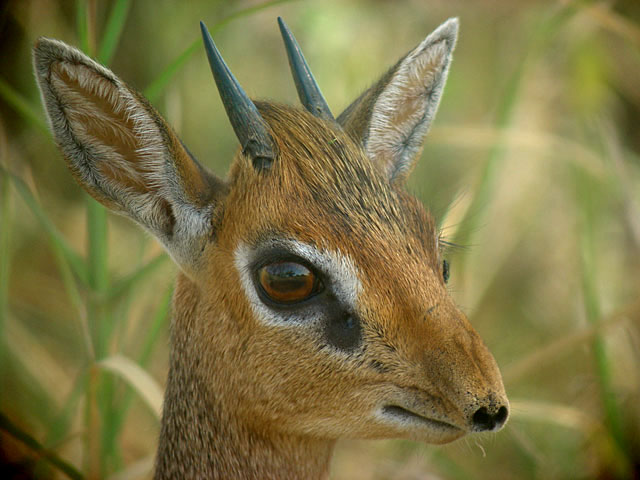 Kirk's Dikdik - Madoqua kirkii - Tarangire National Park - Tanzania
